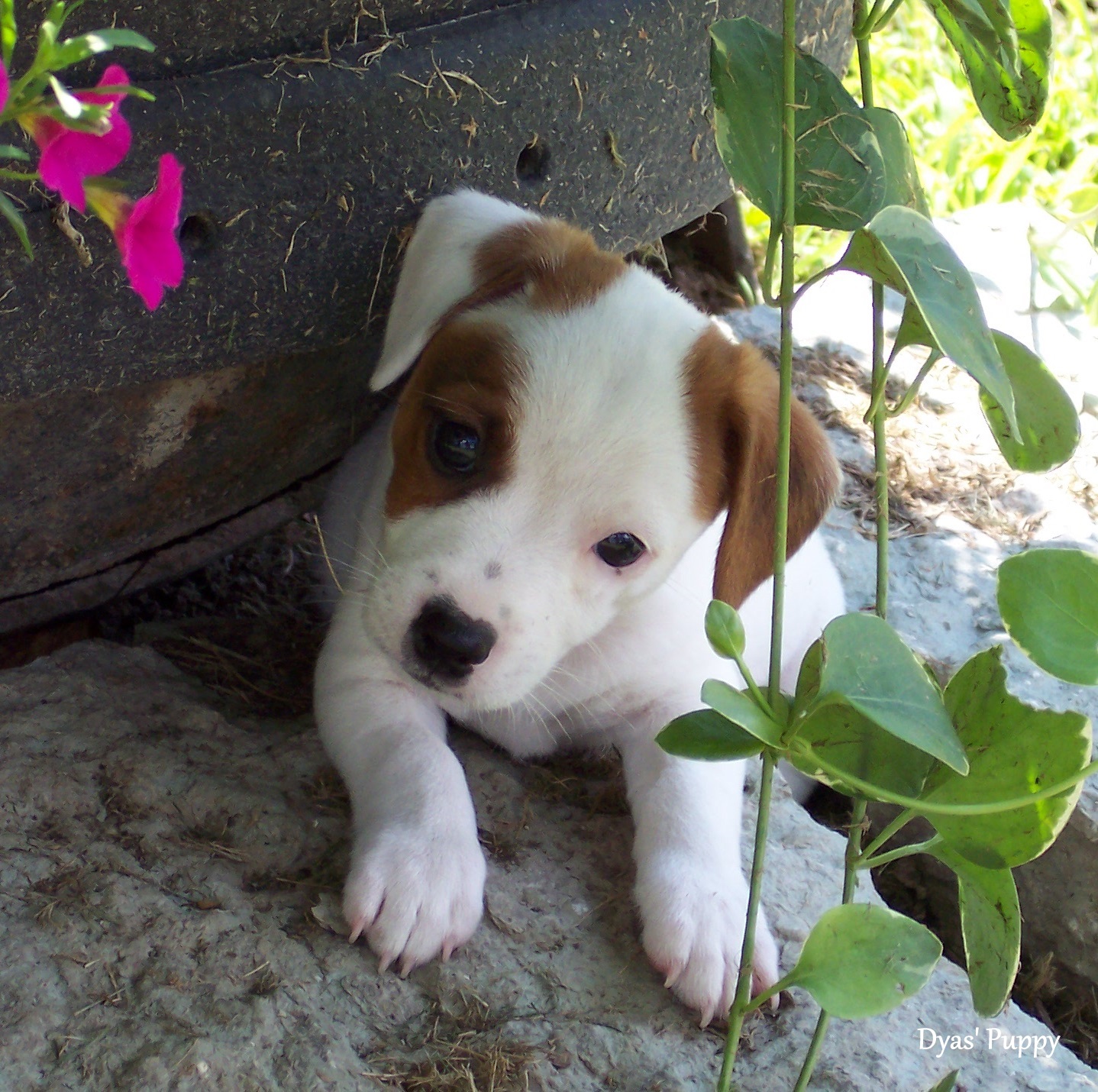Puppy – Shorty Jacks at Dyas Farms