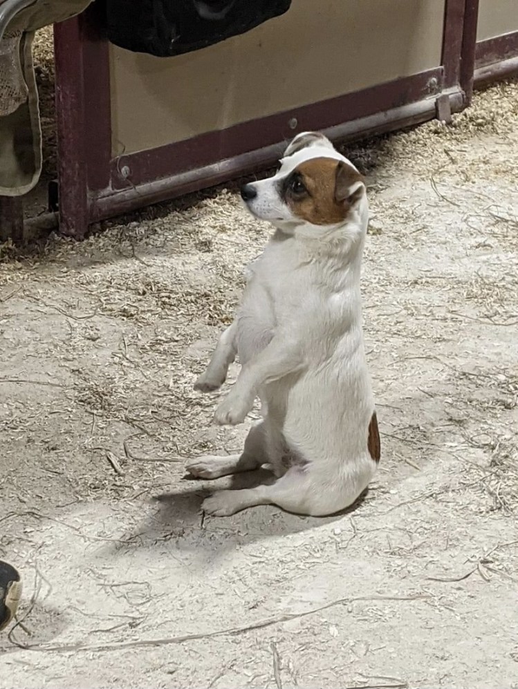 Shorty Jacks at Dyas Farms