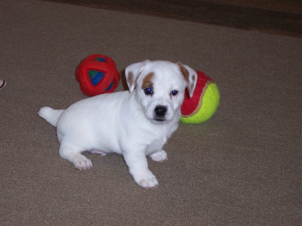 Shorty Jacks at Dyas Farms